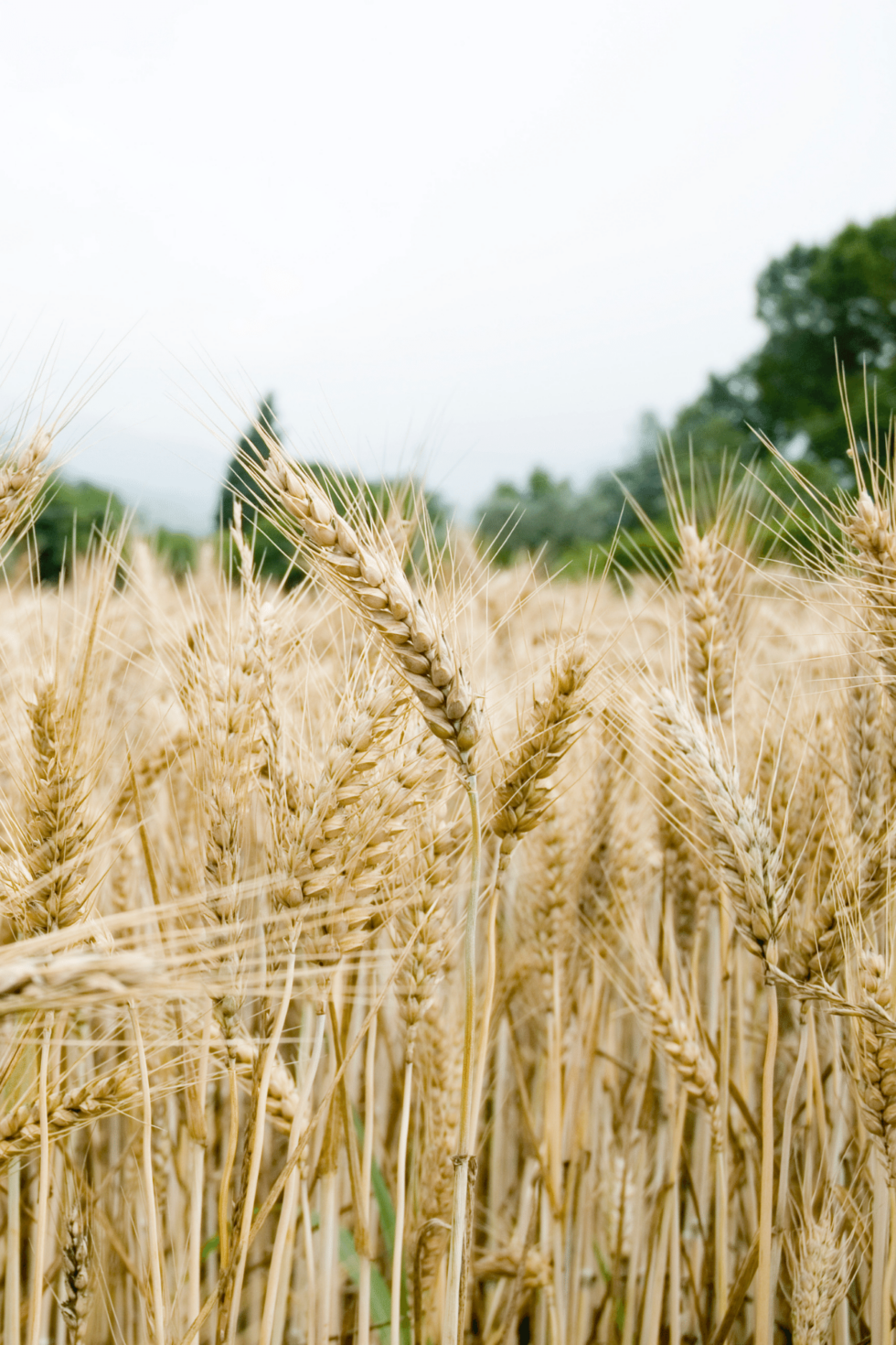 Guidelines for Donating Gifts of Grain | Scott County Community Foundation